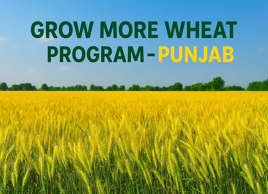 Grow More Wheat Program 2025 Punjab – Government Support for Farmers